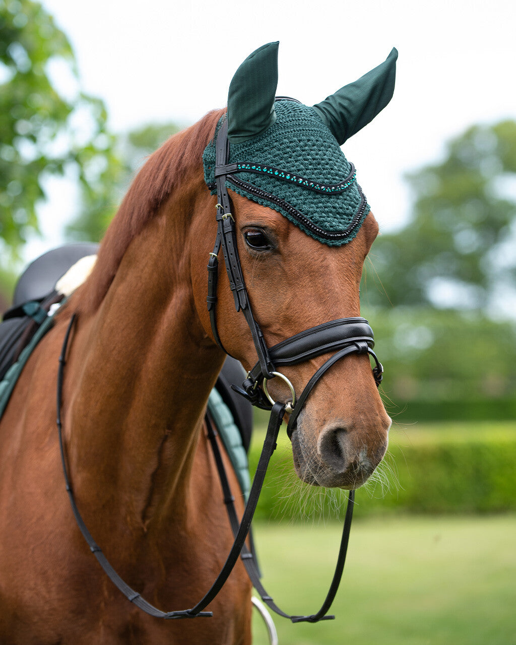 Dressage Ear Nets | The Dressage Pony Store