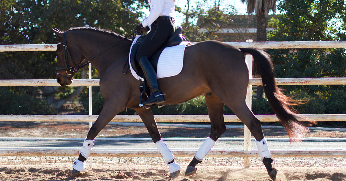 Dressage Tack and Apparel | The Dressage Pony Store
